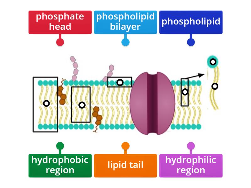 Basic Cell Membrane Structures - Labelled diagram