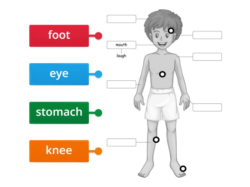 The body - Labelled diagram