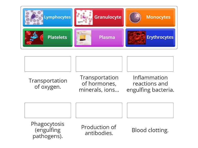 Matching blood components to their function - Match up