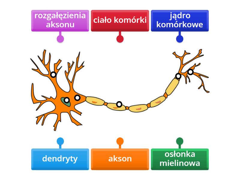 Budowa neuronu - Labelled diagram