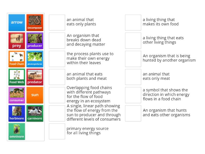 Food Chain/ Web Vocabulary - Match up
