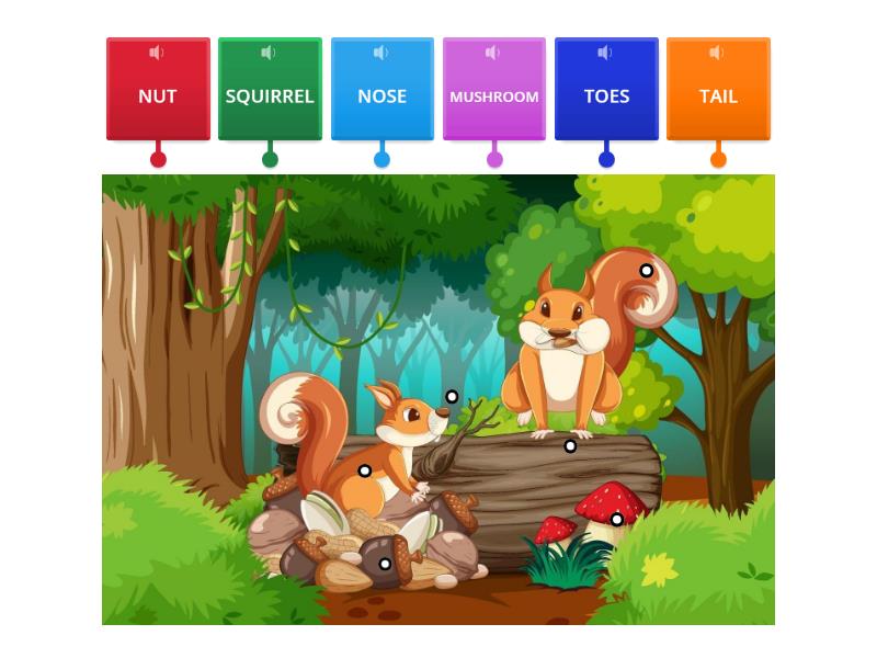 GREY SQUIRREL - Labelled diagram