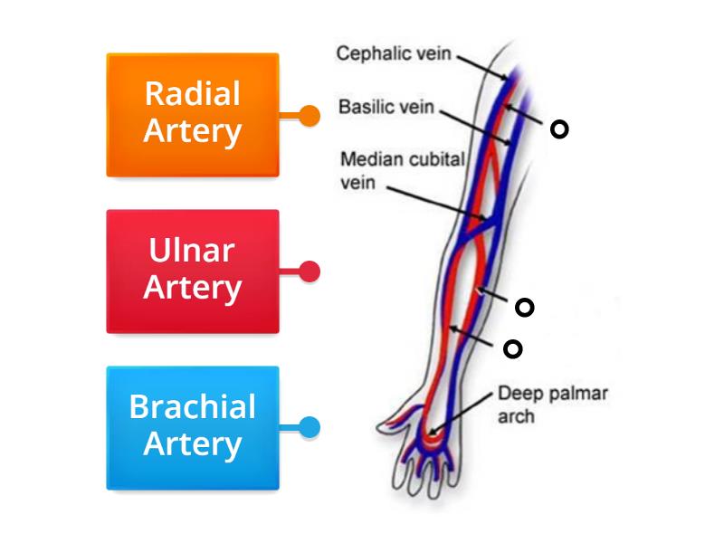 Arteries of the Hand and Arm - Labelled diagram