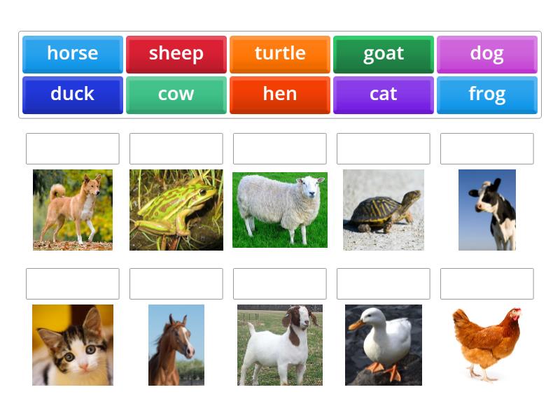 2nd Grade lesson 31 : animals - Match up