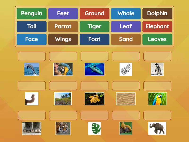 Unit 5 Animals - Une las parejas