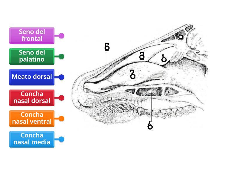 estructuras del BOVINO - Labelled diagram