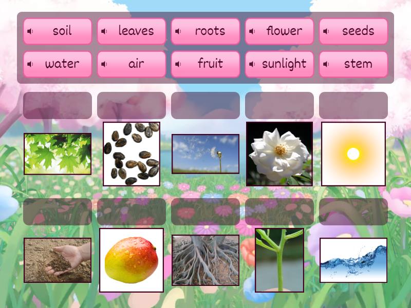 Plants basic vocabulary - Match up