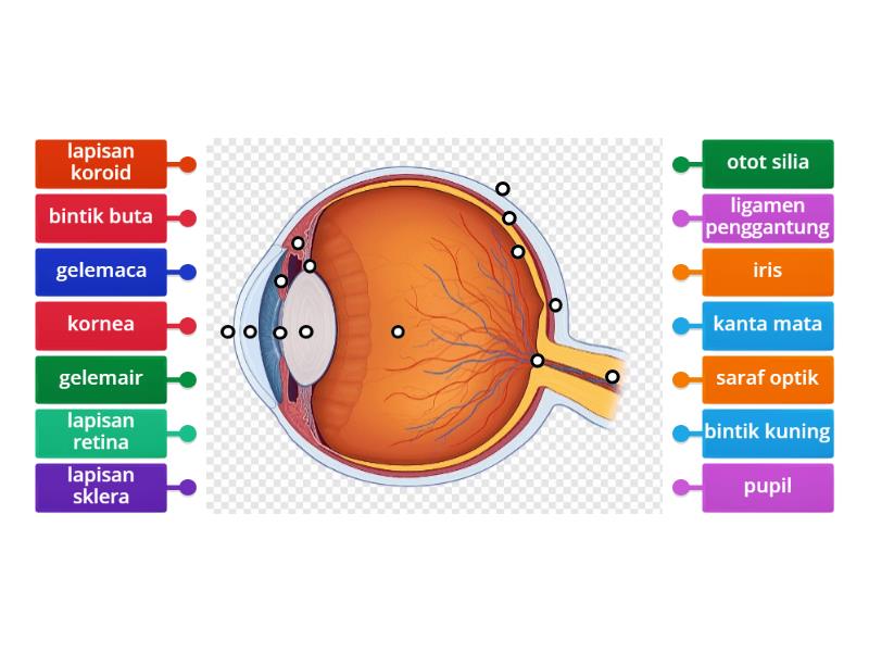 B1 Struktur Mata - Labelled diagram