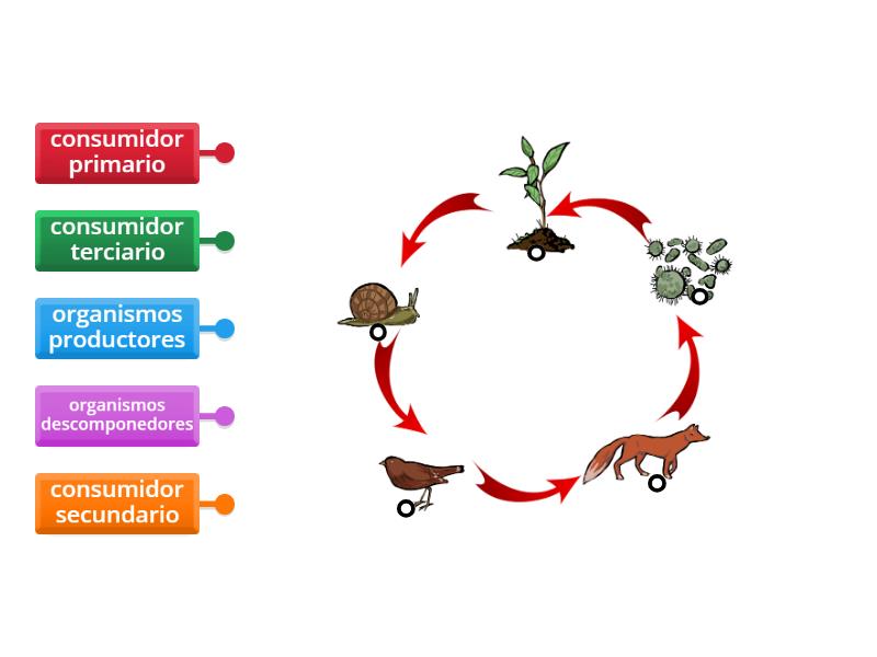 Cadena alimenticia - Diagrama con etiquetas