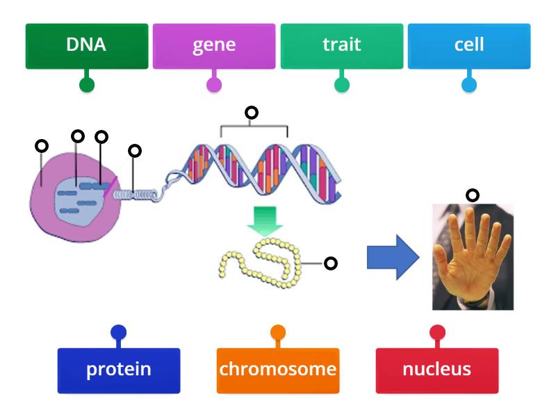 Genetics Labeling: Cell-->Trait - Labelled diagram
