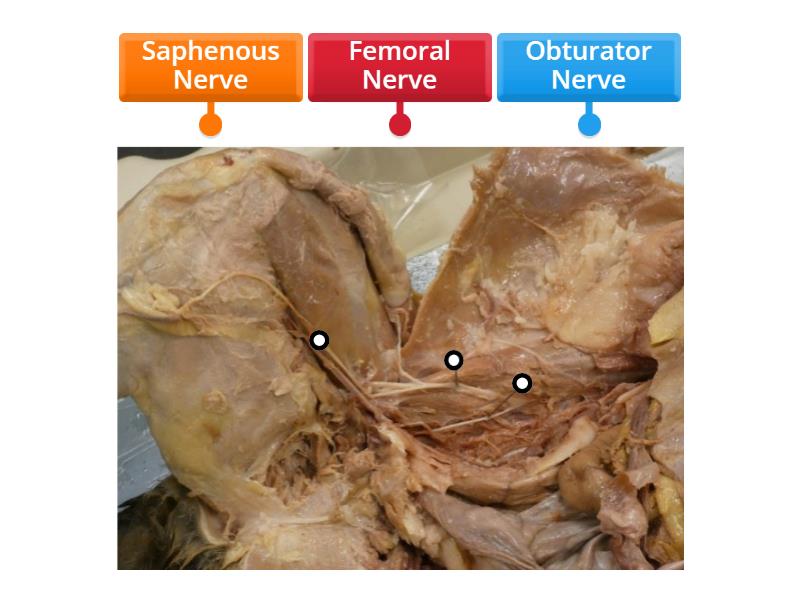 Cat Nerve 2 - Labelled diagram
