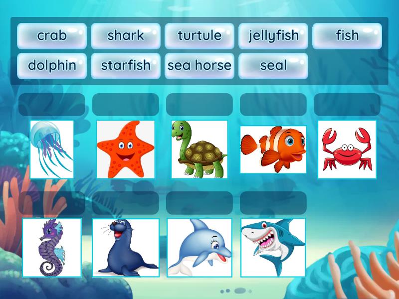 Sea animals - Match up
