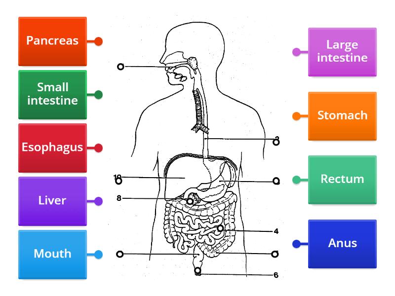 Digestive system Grade 8 - Labelled diagram