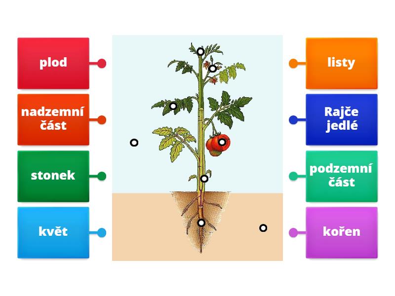 Části těla rostlin - Labelled diagram
