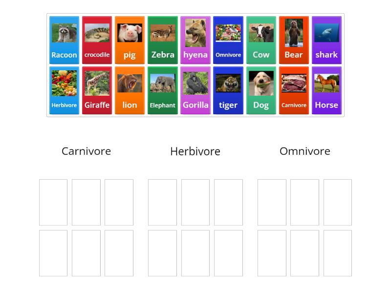 4D Diet -Carnivore, Herbivore and Omnivore - Group sort