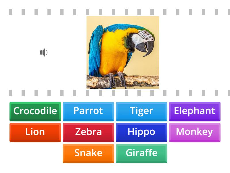 Safari Animals - Find the match