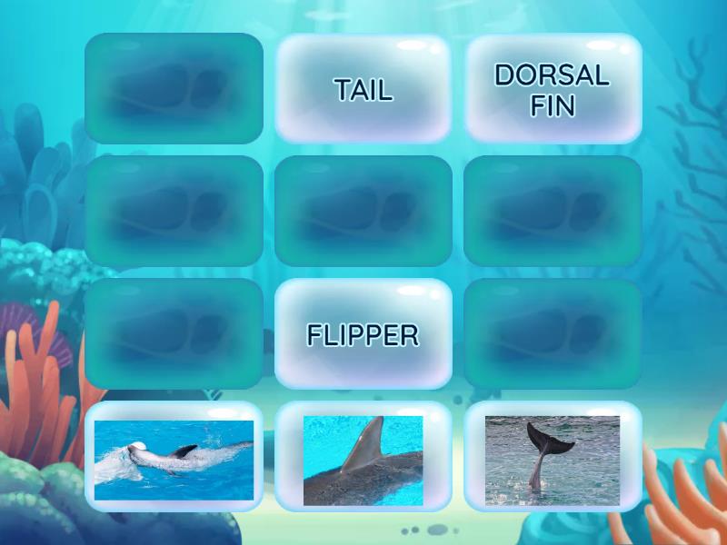 DOLPHIN body parts - Matching pairs