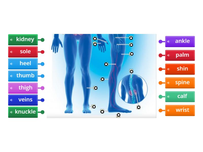 Lower part of the body Advance - Labelled diagram