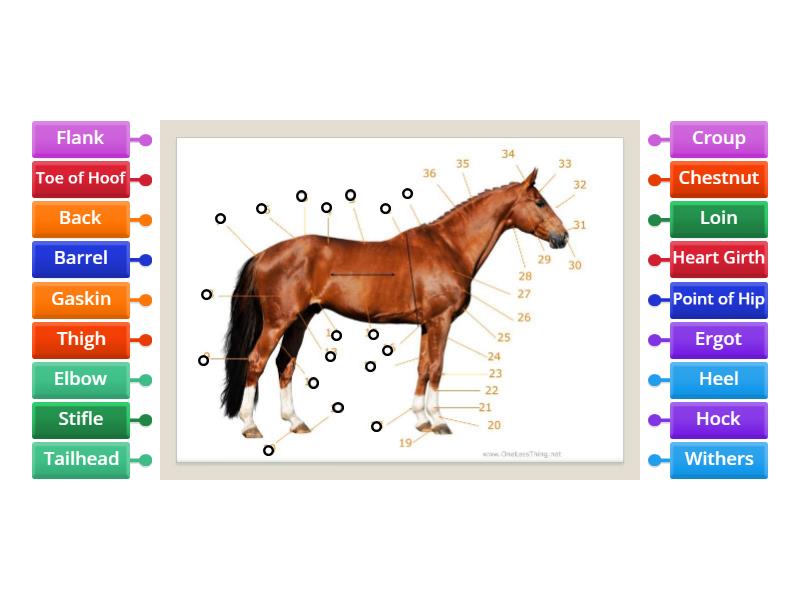 Horse Anatomy Part 1 - Labelled diagram