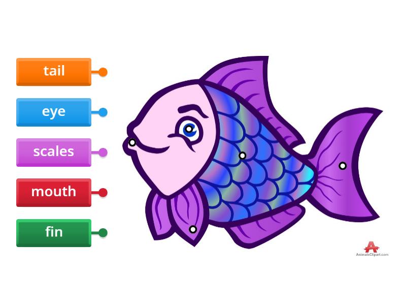 Label The Parts Of A Fish - Labelled diagram