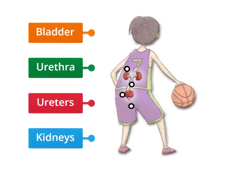 Excretory system and sweat glands - Labelled diagram