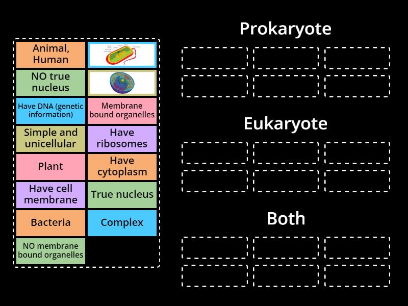 Prokaryote vs. Eukaryote Sort - Group sort