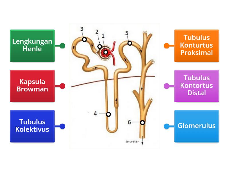 BAGIAN-BAGIAN GINJAL DAN MEKANISME TERBENTUKNYA URINE - Labelled diagram