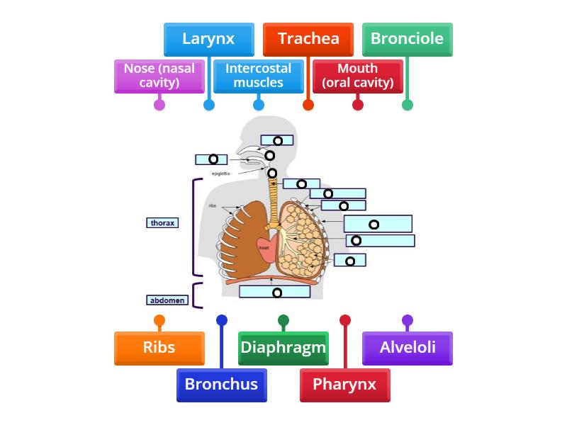 The breathing system - Labelled diagram