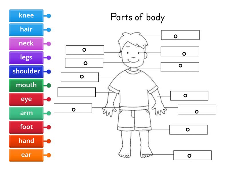 Body - Labelled diagram