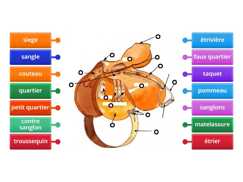 Les parties de la selle - Labelled diagram