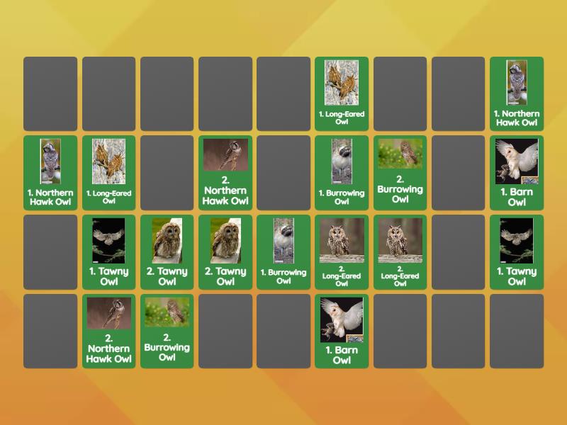 Kinds of Owls - Matching pairs
