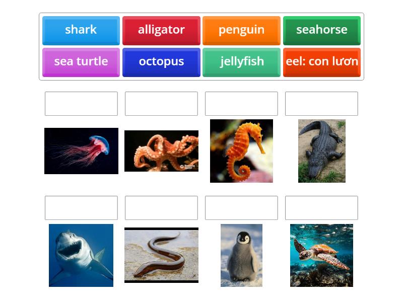 Sea animals - Match up