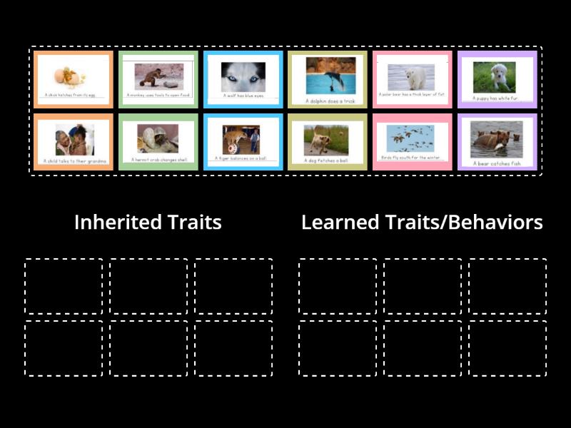 Learned Behaviors Vs. Inherited Traits - Group sort