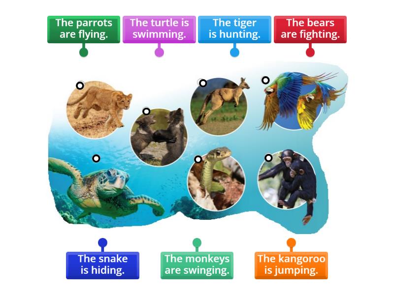 EO1 U5 animals + verbs Present Continuous - Labelled diagram