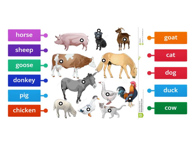Farm Animals - Labelled diagram