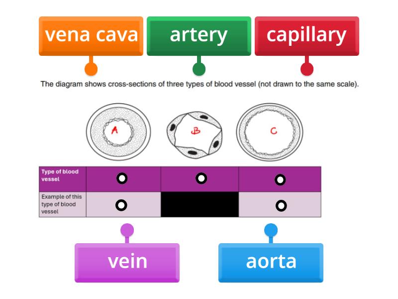 Names of blood vessels - Labelled diagram