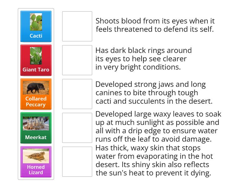 Adaptations - Match up