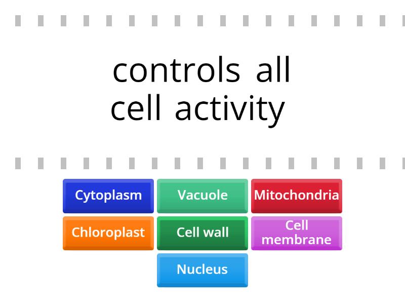 Cell Organelle Matching Game yr8 - Find the match