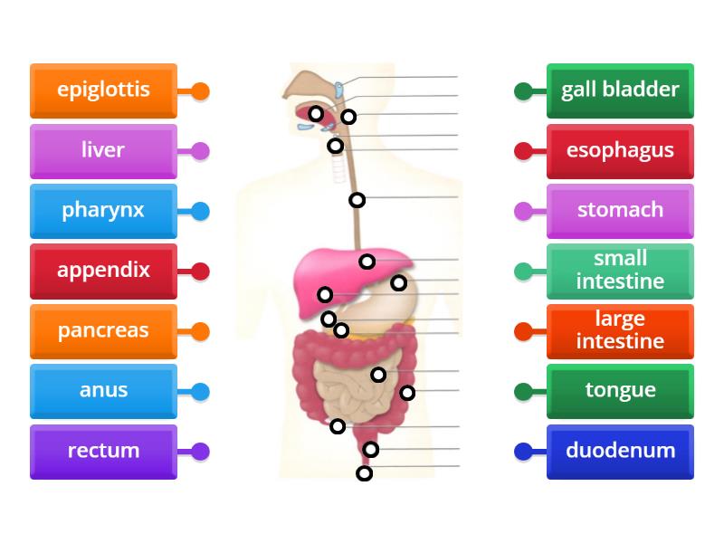 Digestive system - Labelled diagram