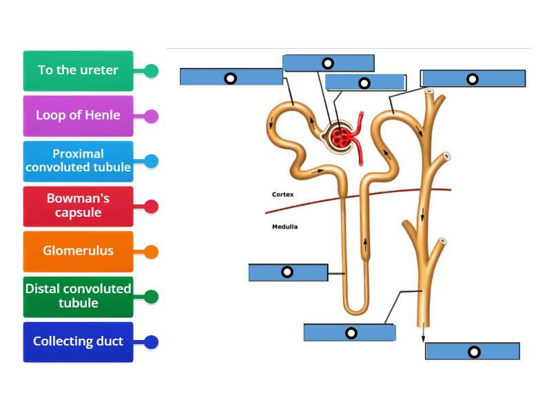 Nephron Structure 2 - Labelled diagram