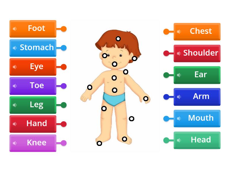 Body parts - Labelled diagram