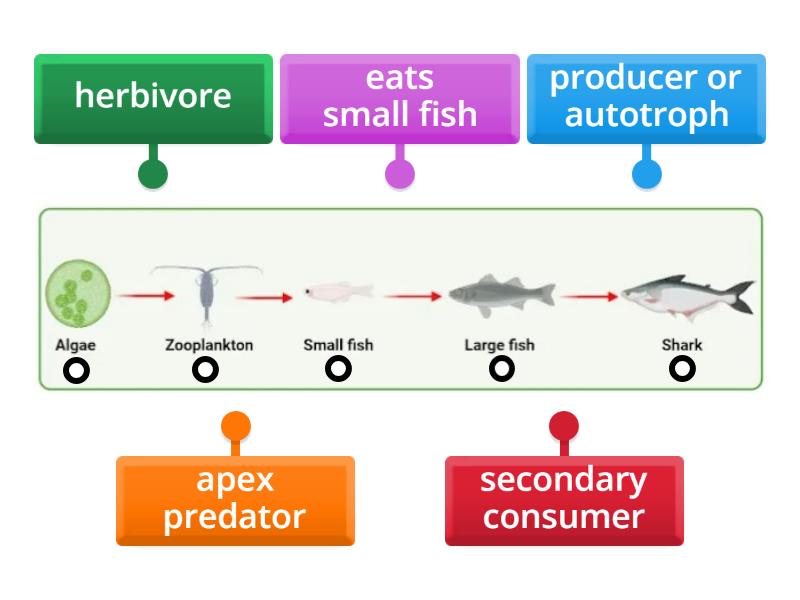 Food Chain - Labelled diagram