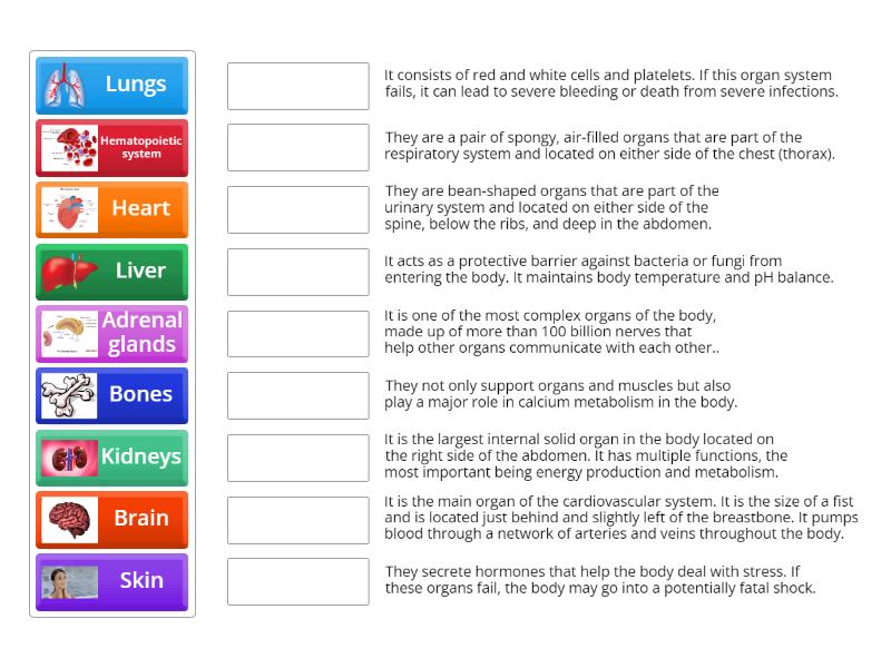 9 major vital organs - Match up