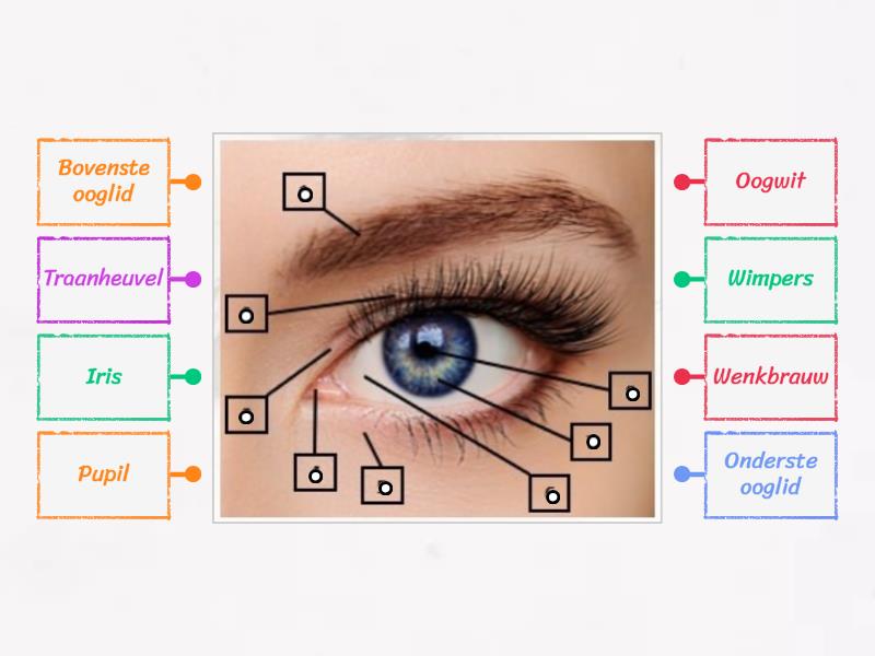 Het oog (uitwendig) - Labelled diagram