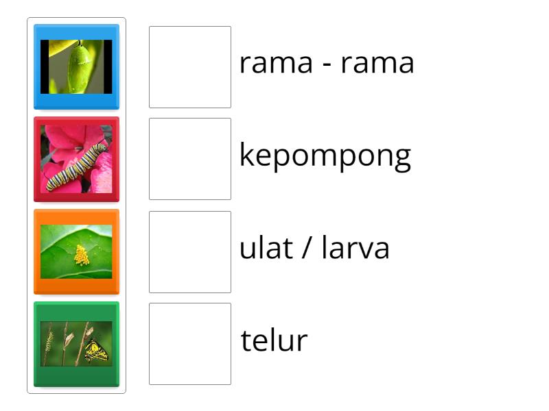 KITARAN HIDUP RAMA - RAMA - Match up