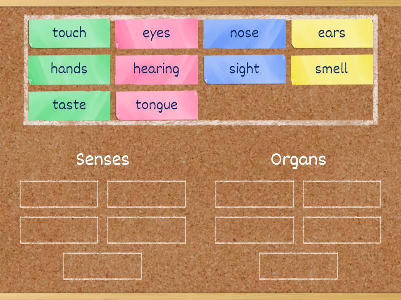 Sense organs - Group sort