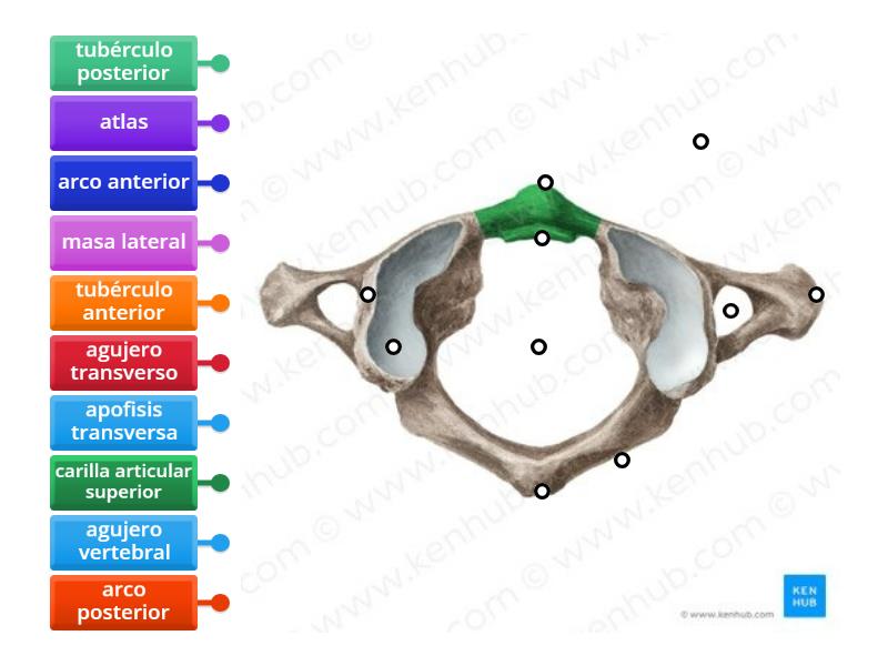 Atlas - Labelled diagram