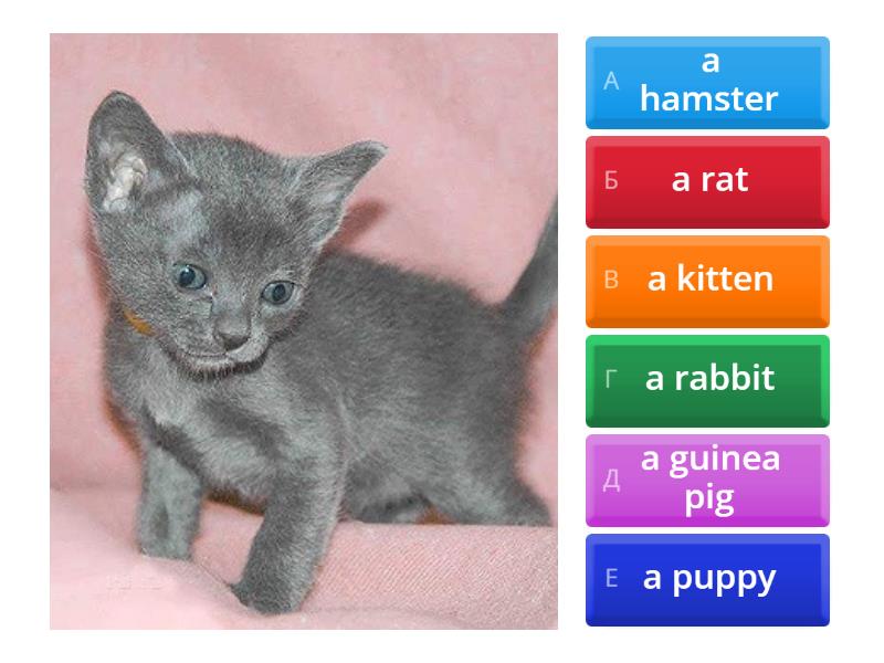 Rainbow 5 Unit 4 Pets - Quiz