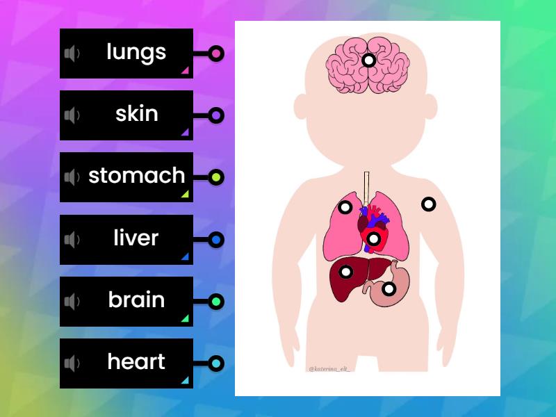4. Human body - Labelled diagram