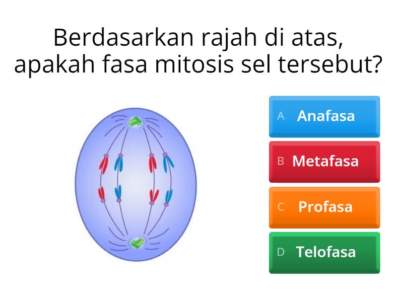 MITOSIS - Quiz